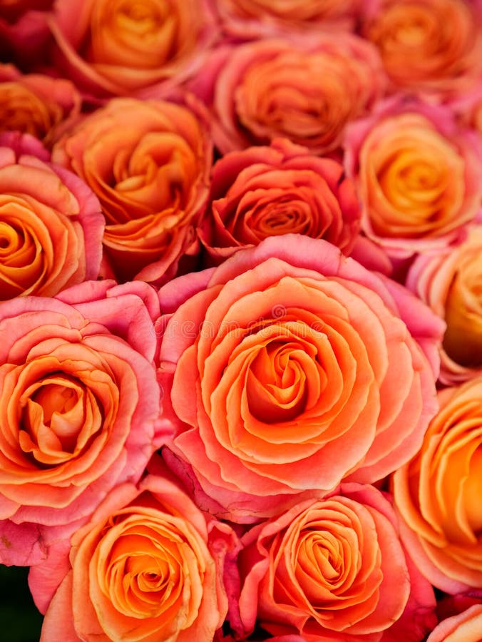 Beautiful orange rose stock photo. Image of roses, home - 40503434