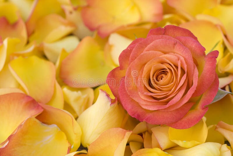 Beautiful Orange Rose with Petals Stock Photo - Image of three, passion ...