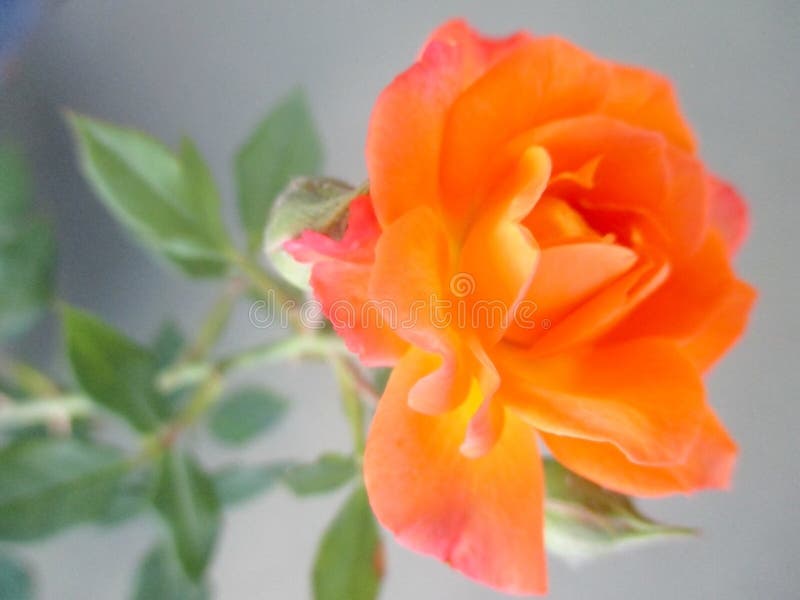 Beautiful Orange Rose in the Spring Garden. Splendid and Romantic ...
