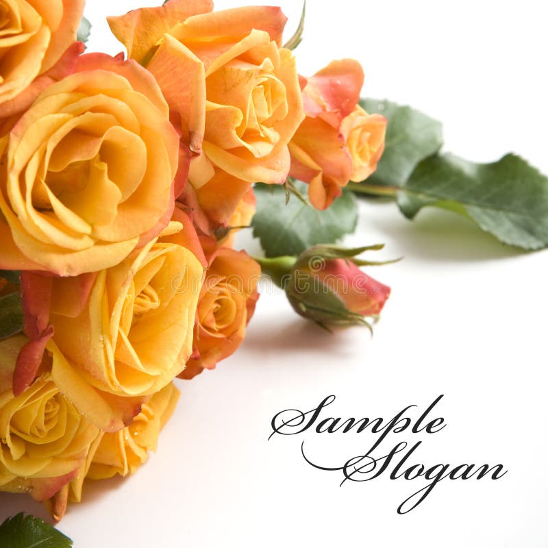 Beautiful orange roses stock photo. Image of closeup - 10189000