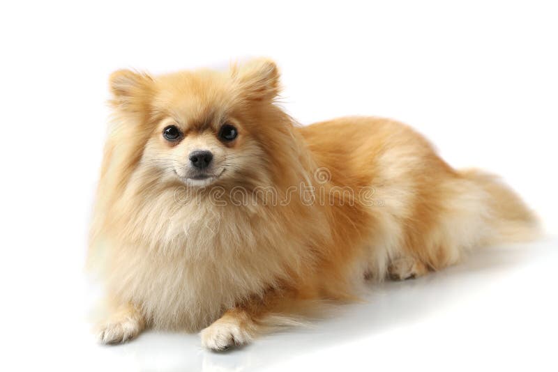 Beautiful Orange Small German Spitz Stock Photo - Image of adorable ...