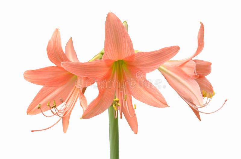 430 Beautiful Orange Star Lily Flowers Stock Photos - Free & Royalty ...
