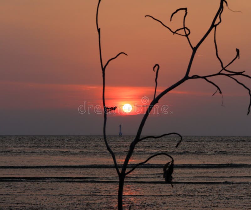 Sunset between Tree Branch at the Beach Stock Photo - Image of dead ...