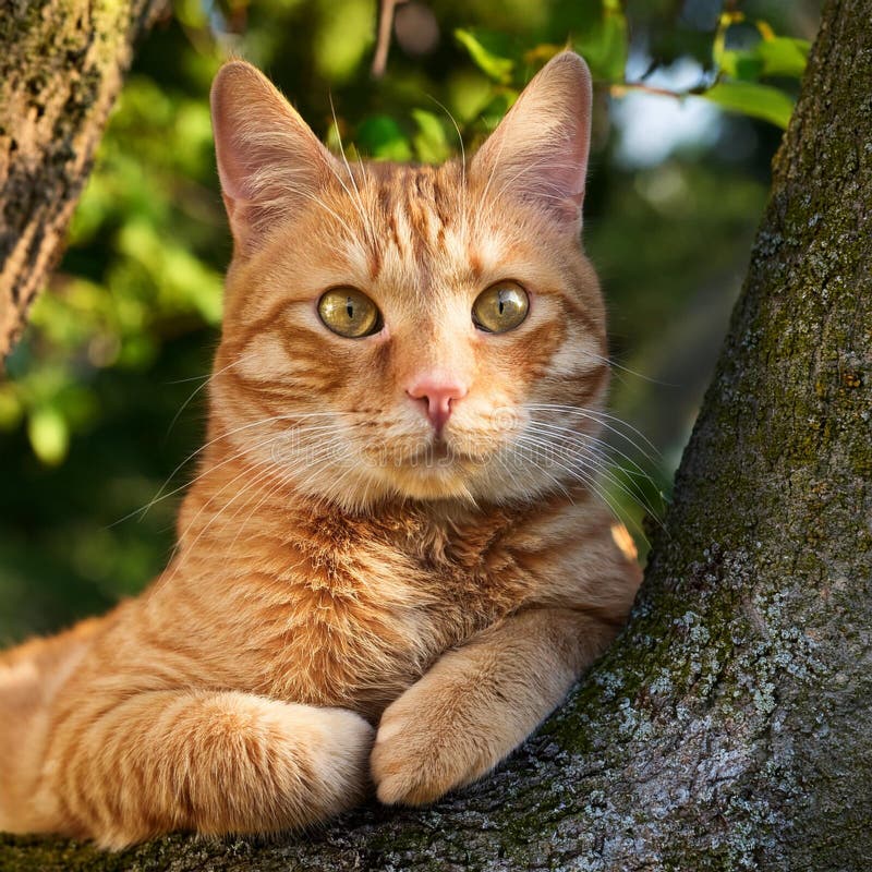 Beautiful Orange Tabby Cat Resting on a Tree, AI Generated Stock ...