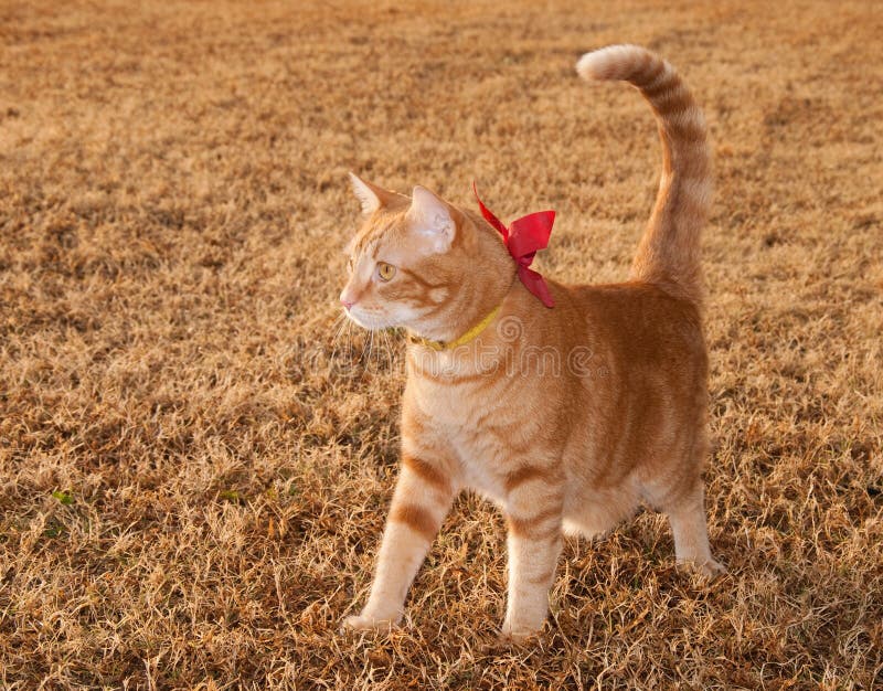 Orange Tabby Cat Running Full Speed Stock Image - Image of funny ...