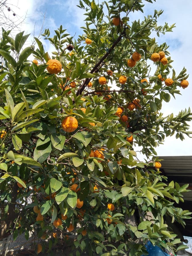 Beautiful orange tree. stock photo. Image of news, food - 208380006