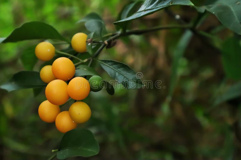 Beautiful Orange Tree Fruit in the Forest. Stock Photo - Image of ...