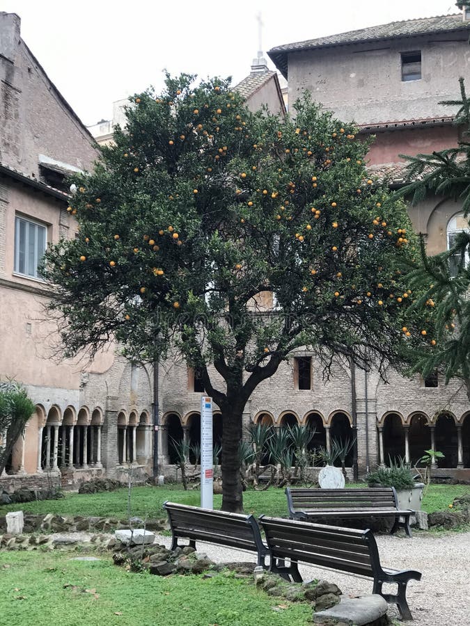 Beautiful Orange Tree with Fruit Hanging from the Stock Photo - Image ...
