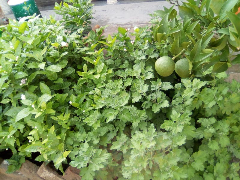 Beautiful Orange Tree in Garden,green Tree, Orange Tree Stock Image ...