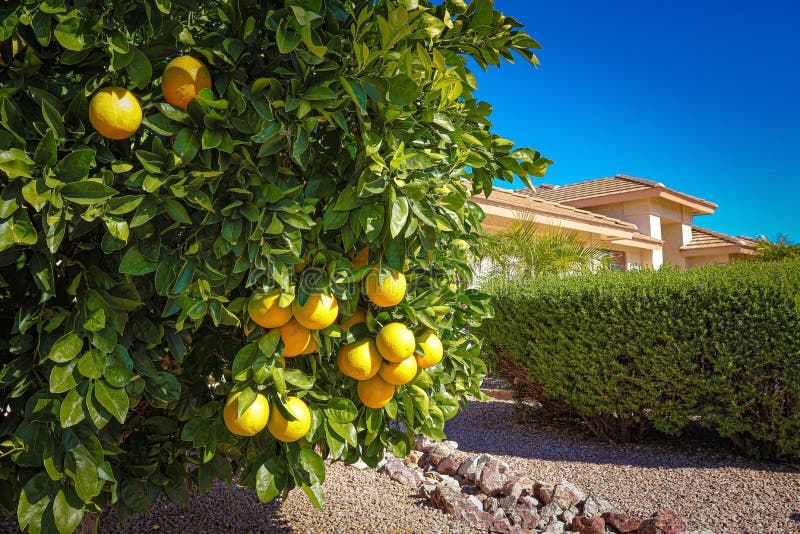 Beautiful Orange Tree in the Yard on a Sunny Day Stock Photo - Image of ...