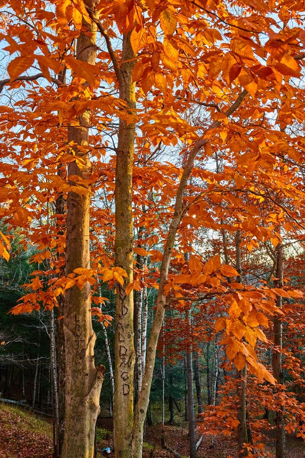 Beautiful Orange Trees in Forest during Late Fall Stock Image - Image ...