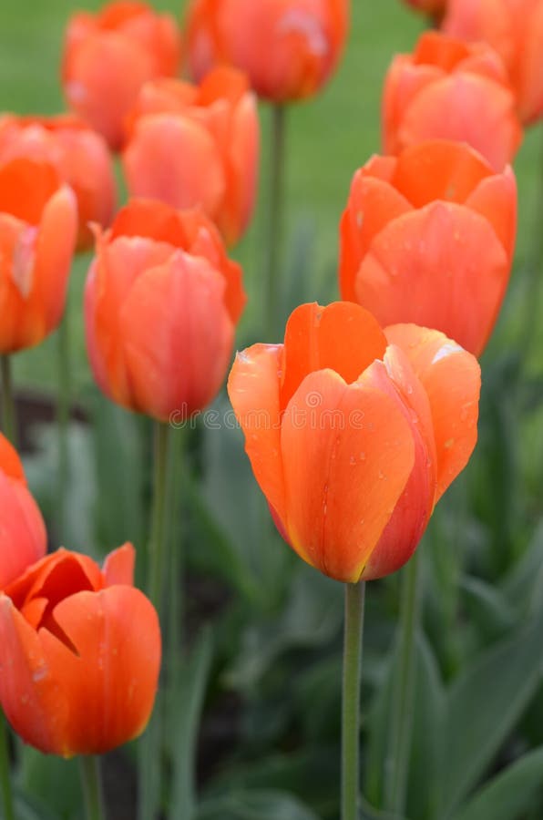 Fringed Tulip Fabio stock image. Image of beauty, pollen - 35619183