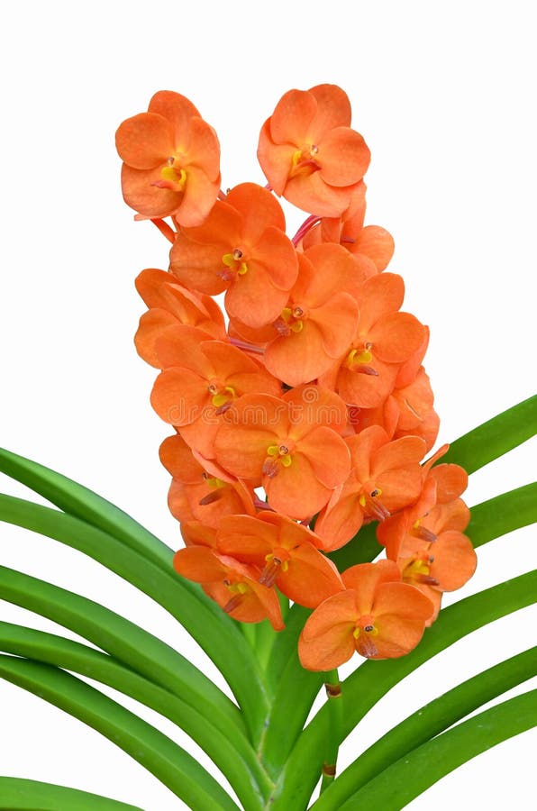 Beautiful Orange Vanda Orchids Stock Image - Image of romantic, natural ...