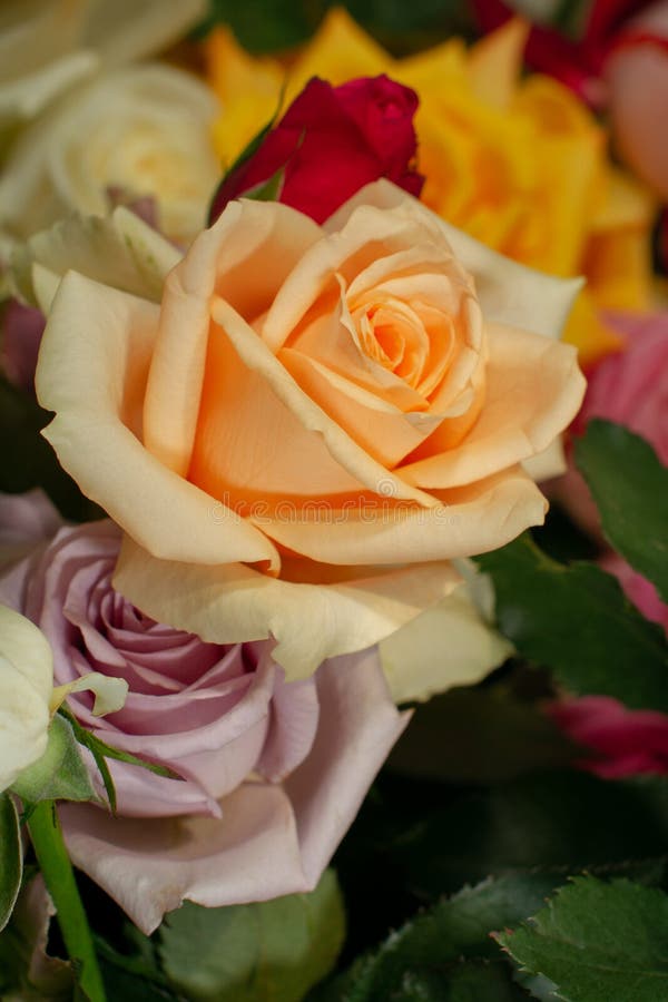 Beautiful Orange White Roses Close-up Picture Stock Image - Image of ...
