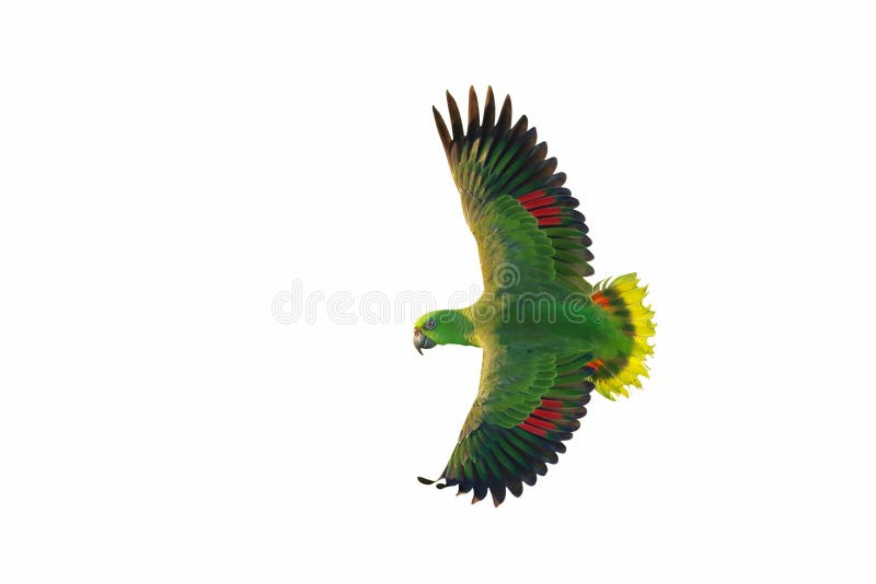 Beautiful of Orange Winged Amazon Isolated on White Background. Stock ...