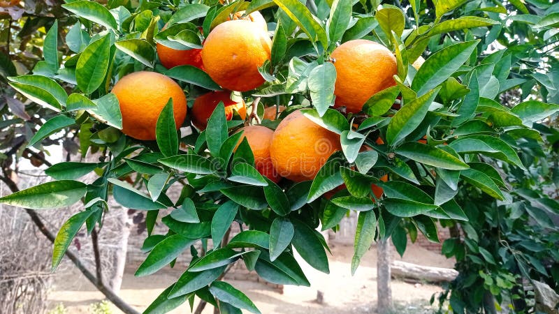 Beautiful Oranges on Plant stock photo. Image of evergreen - 207359150