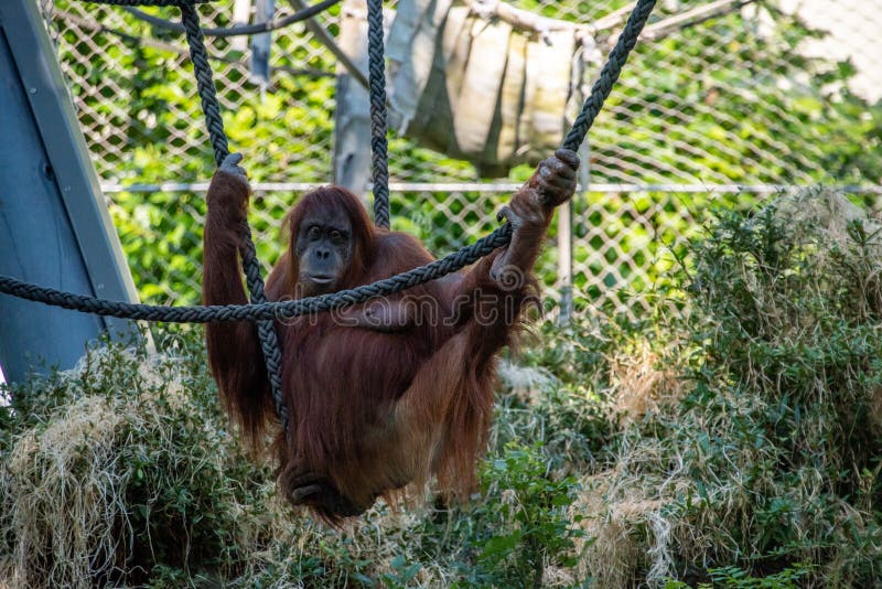 Beautiful Orangutans in the Hellabrunn Zoo in Munich Stock Image ...