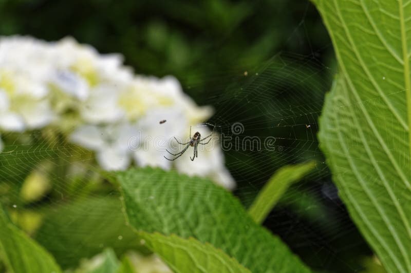 A Beautiful Orbweb Spiders Has Strung is Web between Some Hydrangea ...