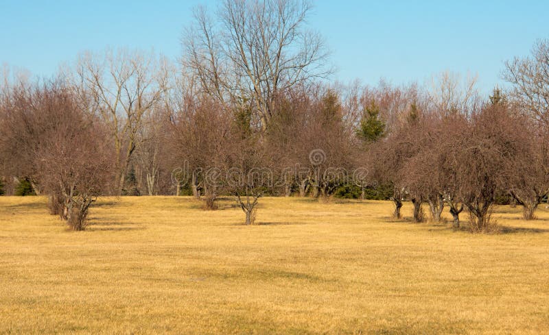 Beautiful orchard stock image. Image of nice, apple, orchard - 86615173