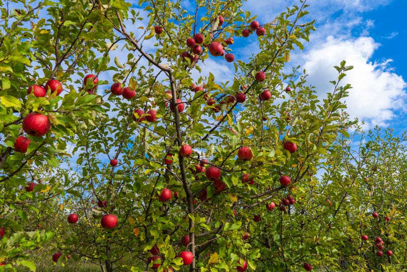 Beautiful Orchard with Yelow Dandelions Stock Photo - Image of green ...