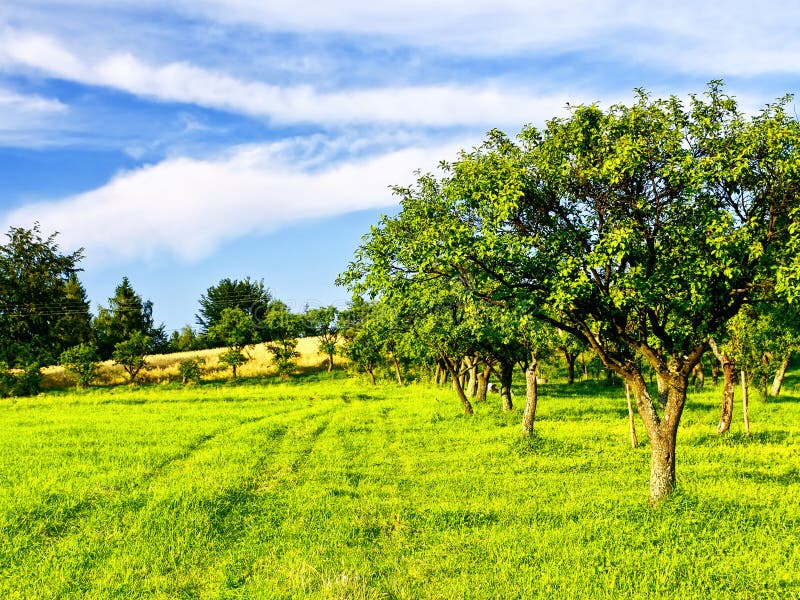 Beautiful spring orchard stock photo. Image of green - 29761582