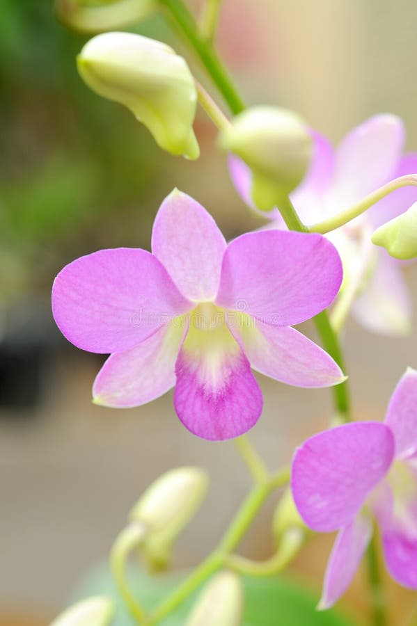 Beautiful orchid stock image. Image of brightly, decoration - 22664533