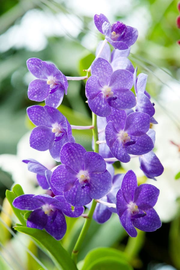 Beautiful orchid stock photo. Image of spring, color - 26851138