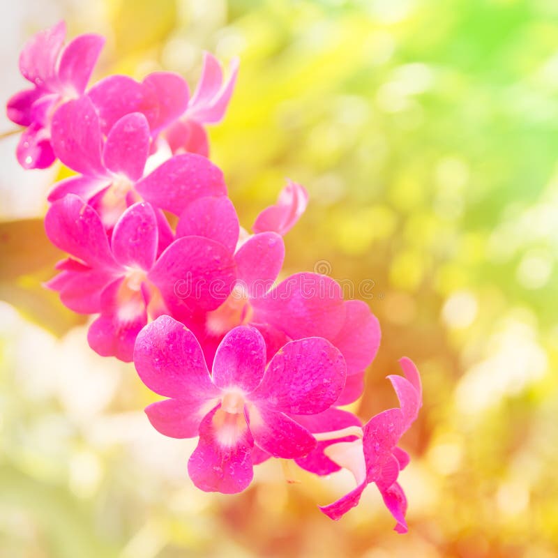 Beautiful Orchid Background Stock Photo - Image of focus, beauty: 55805622
