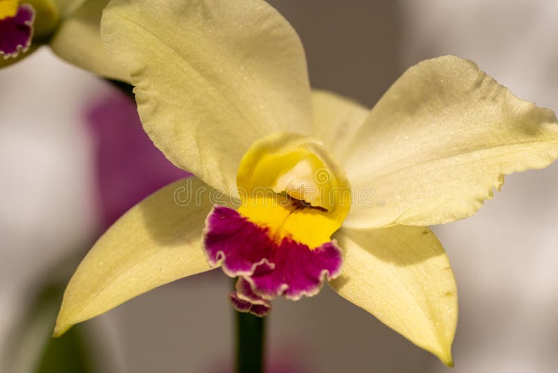 Beautiful Orchid Blossom in Spring Time Stock Photo - Image of blossom ...