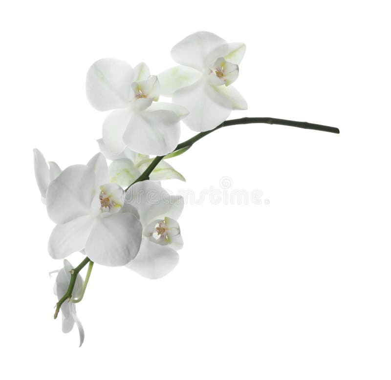 Beautiful Orchid Branch with Flowers Isolated on White Stock Photo ...