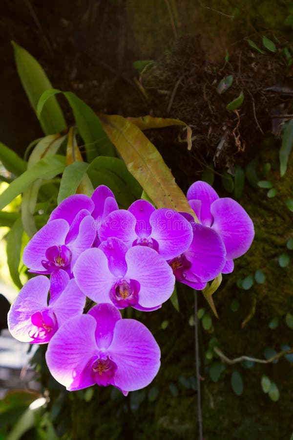 Beautiful orchid branch stock image. Image of blossom - 61042417