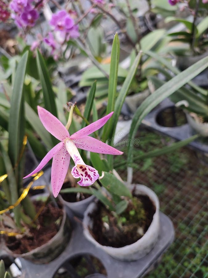 Beautiful Orchid that is Difficult To Flower Stock Photo - Image of ...