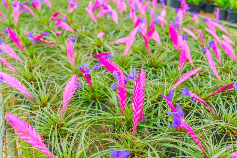 Beautiful orchid field . stock photo. Image of tropical - 76773914