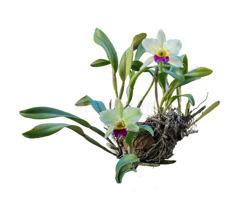 Beautiful Orchid Flora on Pot Isolate on White Background Stock Image ...