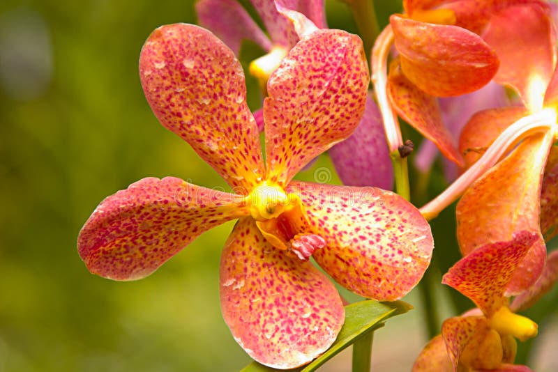Beautiful Orchid Flower stock photo. Image of green, beautiful - 145030