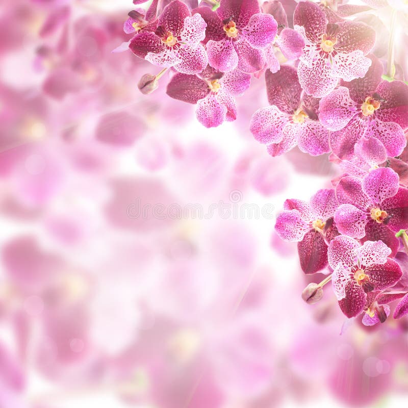 Beautiful Orchid Flower Frame Border Design. Stock Image - Image of ...