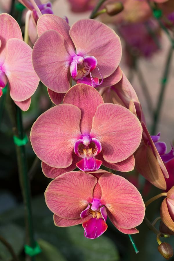 Beautiful orchid flower stock photo. Image of colorful - 54616138