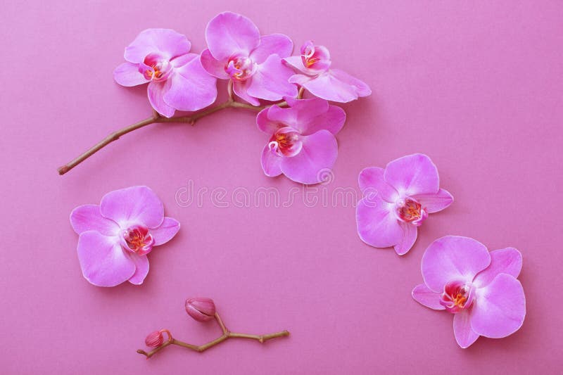 Beautiful Orchid Flowers on Pink Background Stock Image - Image of ...