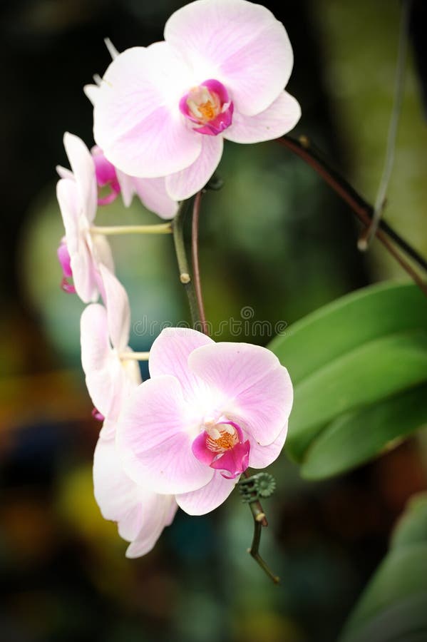 Beautiful Orchid in the Garden. Stock Image - Image of design ...