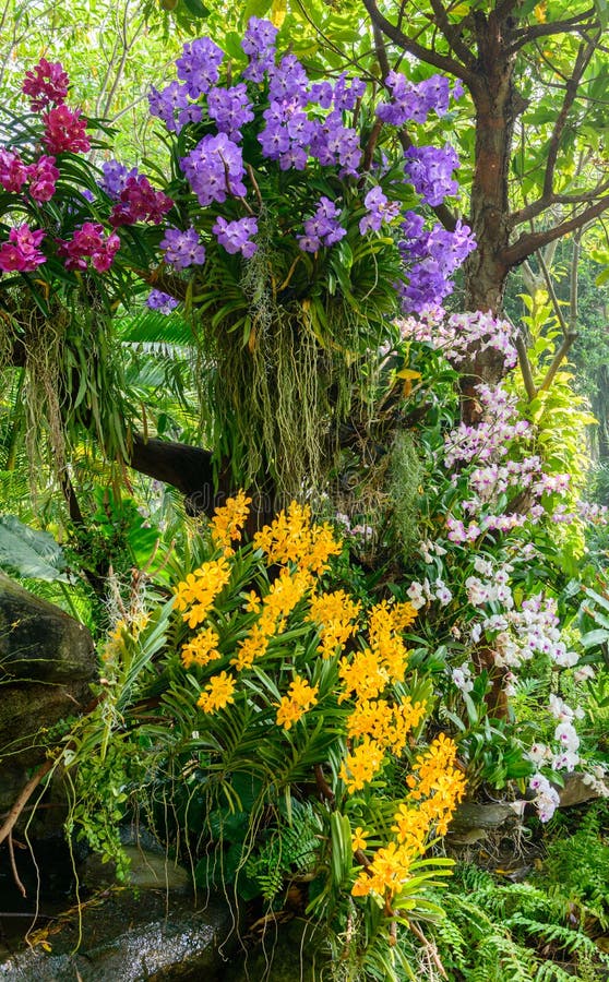 Beautiful Orchid from Garden Stock Photo - Image of petal, plant: 36529968