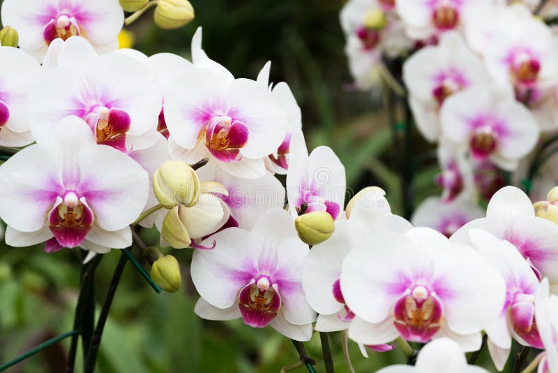 Beautiful Orchid in garden stock image. Image of flower - 84336015