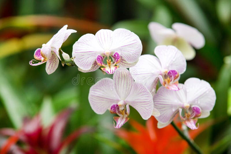 Beautiful orchid on green stock image. Image of color - 263393479