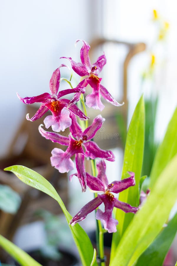 Beautiful Orchid on a House Garden on a White. Stock Photo - Image of ...
