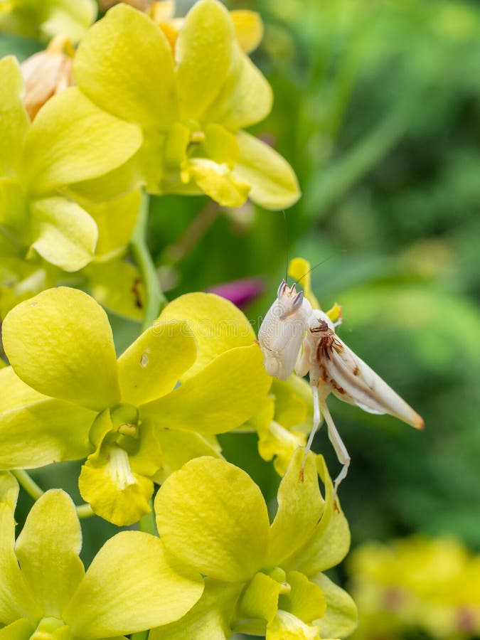 Beautiful Orchid Mantis Close Up Stock Image - Image of mantis ...