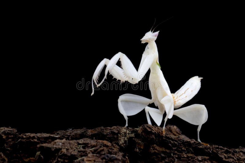 Beautiful Orchid Mantis Closeup on Wood Stock Photo - Image of closeup ...