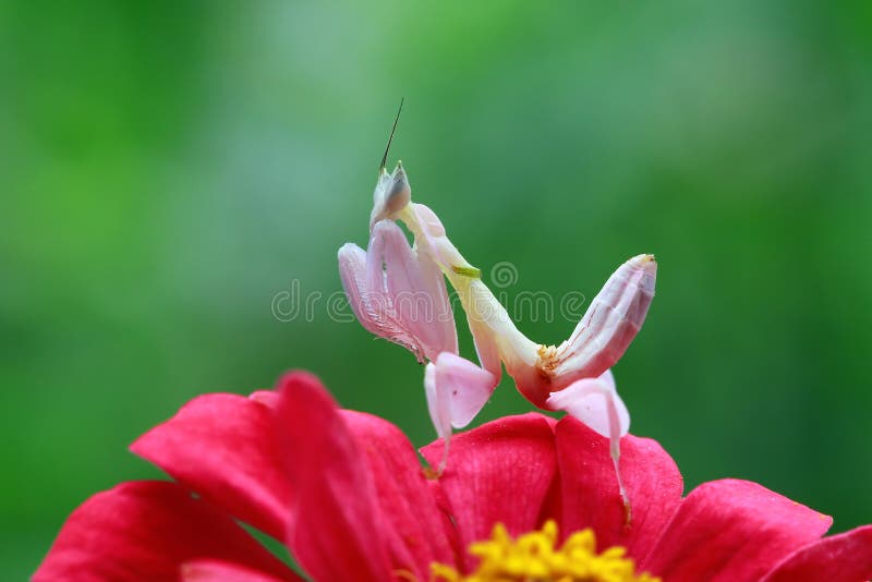 Beautiful Orchid Mantis Comouflage on Flowers Stock Photo - Image of ...