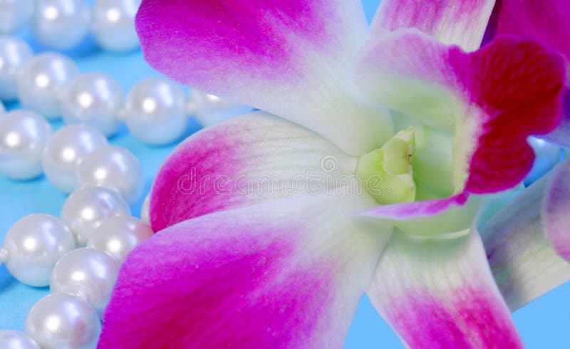 Beautiful Orchid and Pearls Stock Photo - Image of flower, married: 6220050