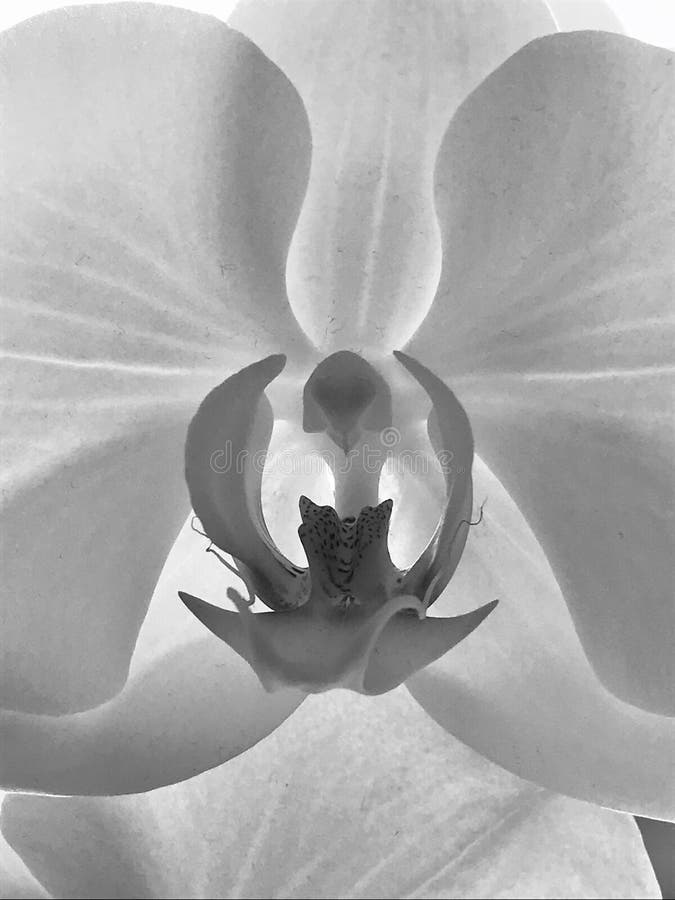 White orchid closeup stock photo. Image of isolated - 145885734
