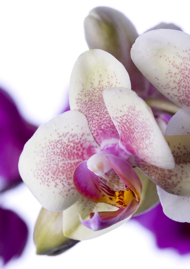 Beautiful orchids stock photo. Image of family, delicate - 2330416