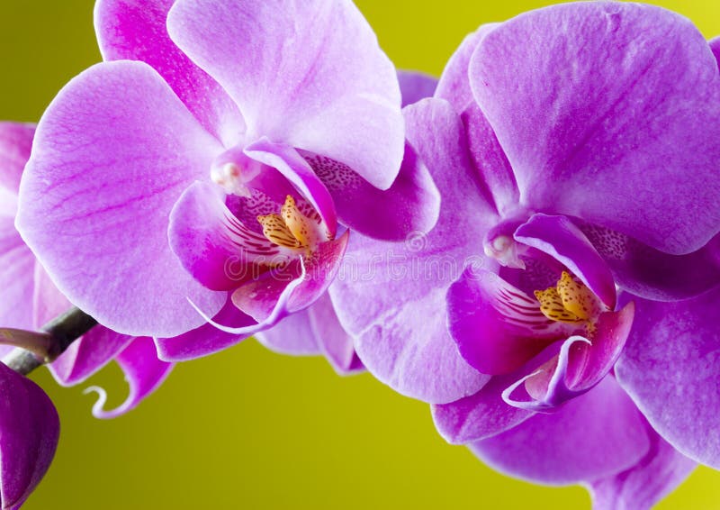 Beautiful orchids stock photo. Image of family, delicate - 2330416